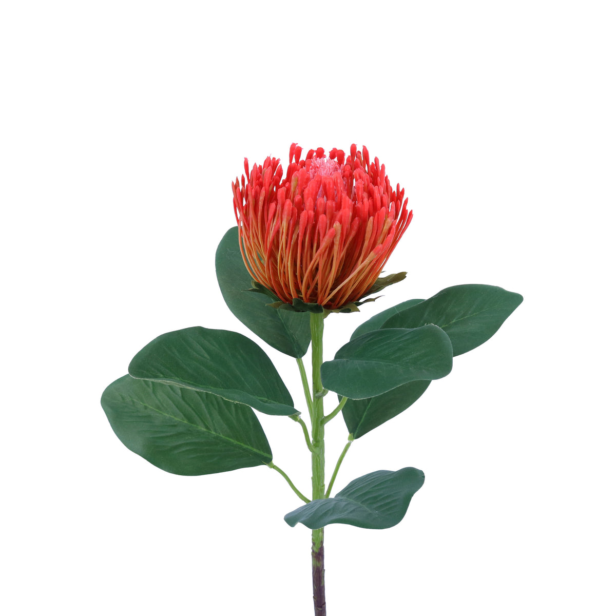 FL13084 NEEDLE PROTEA SPRAY,26in-24P/144/9 – Green Import Limited