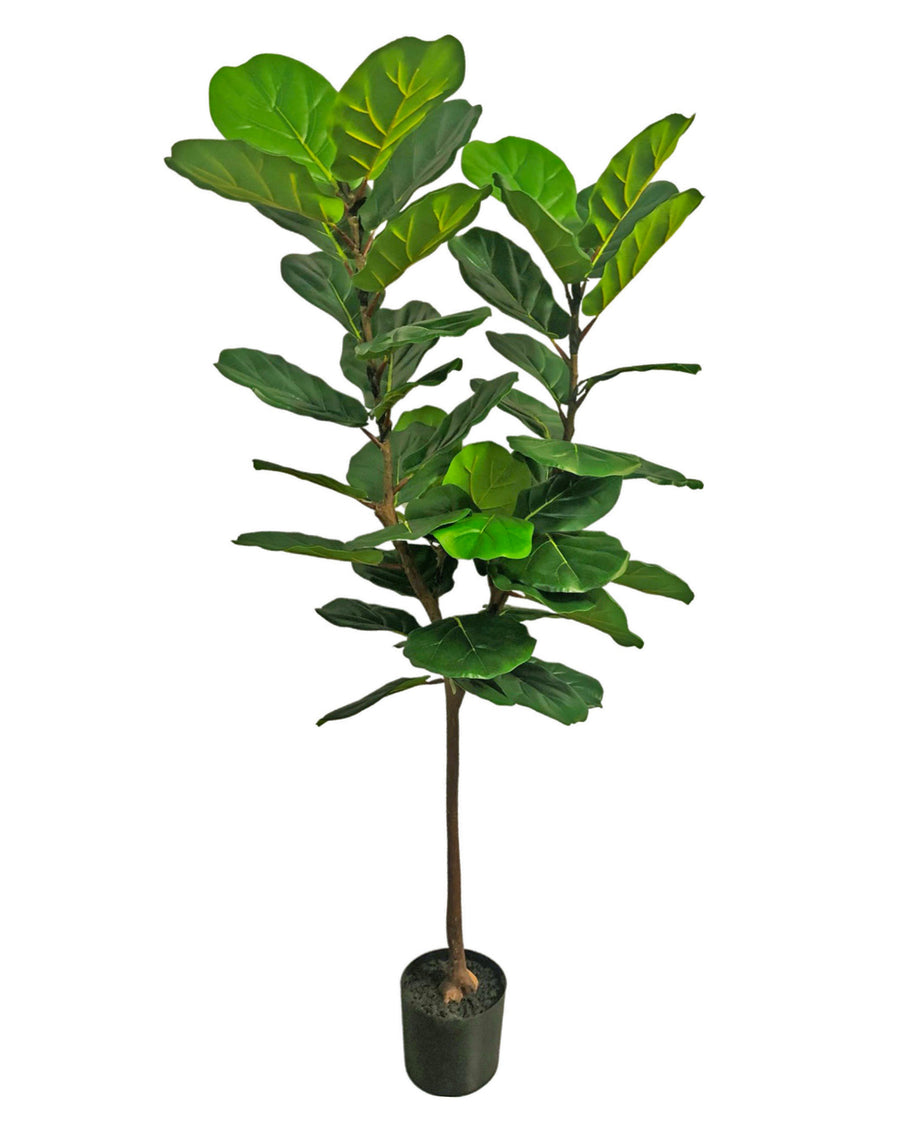 Green Import Limited