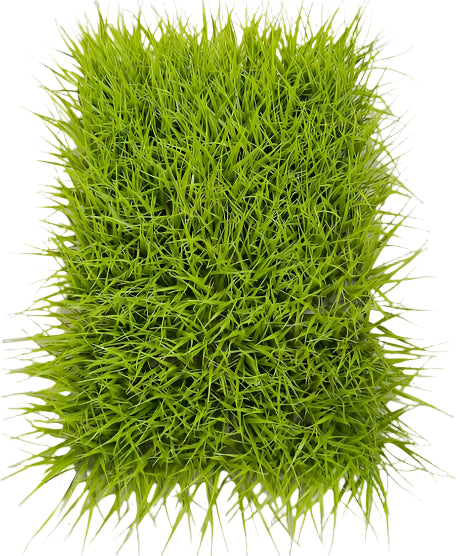 PM10406 WILD GRASS MAT (UV) 37.5x26" – Green Import Limited