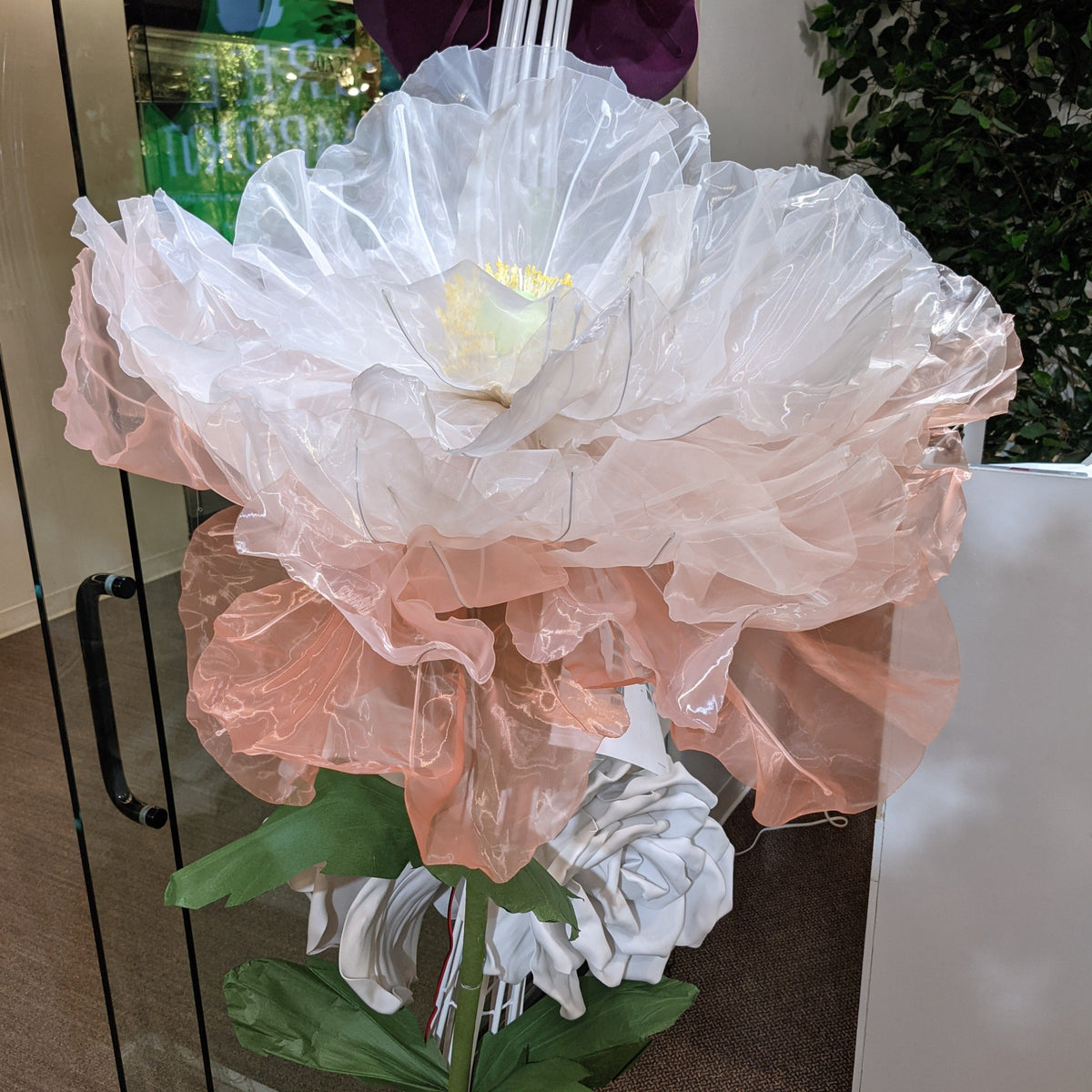 AC10251 GIANT LACE POPPY,6' – Green Import Limited